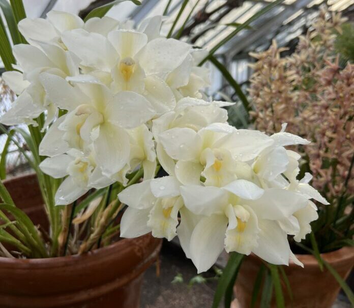 Spring Orchid Sale | Historic New England